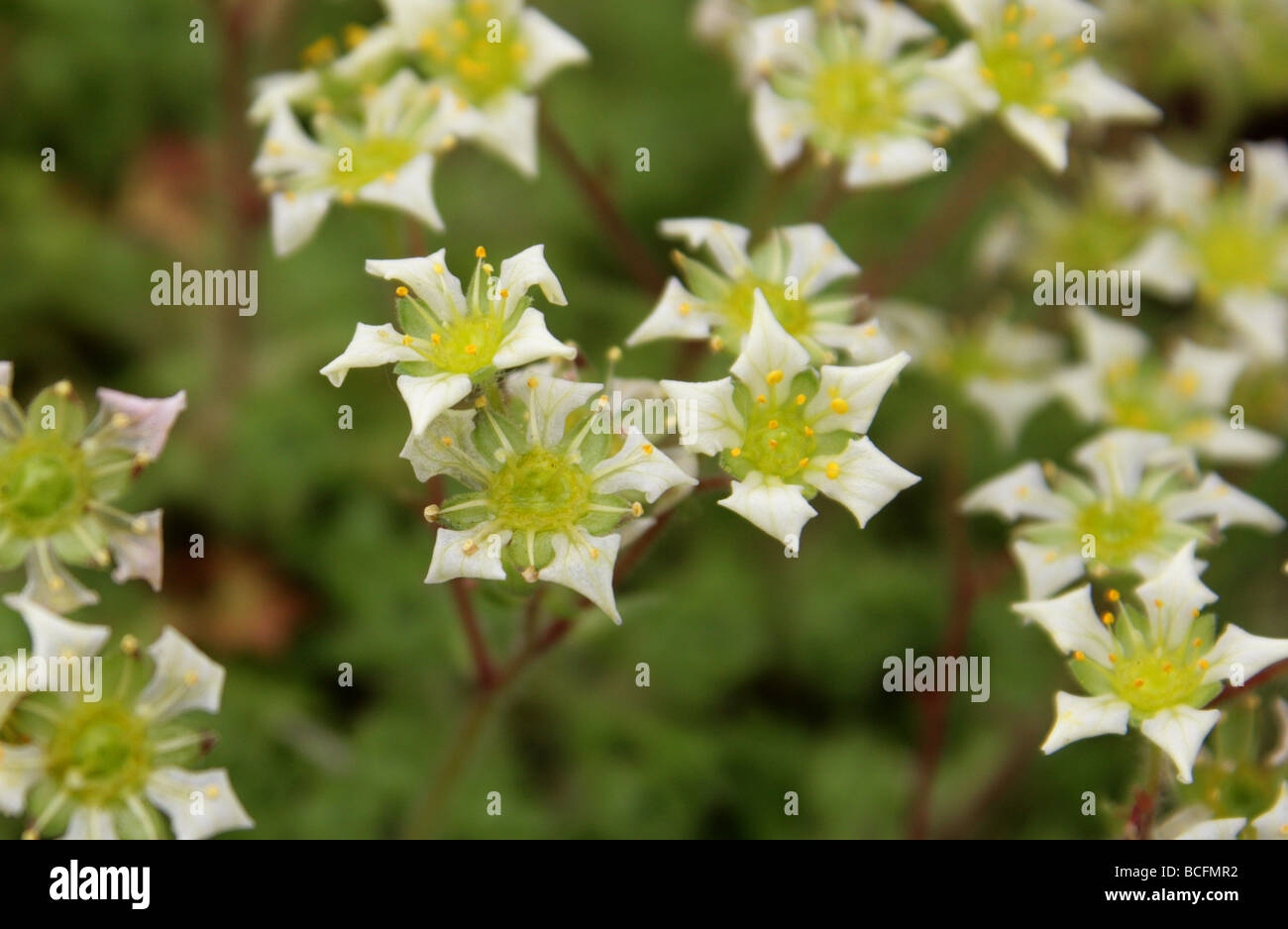 Saxifraga Saxifragaceae, reuteriana, le Maroc, l'Espagne et l'Europe ...
