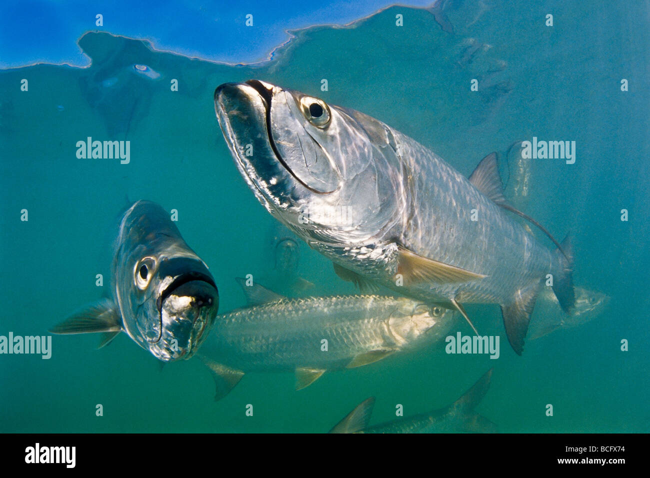 Mégalops atlanticus Banque de photographies et d’images à haute ...