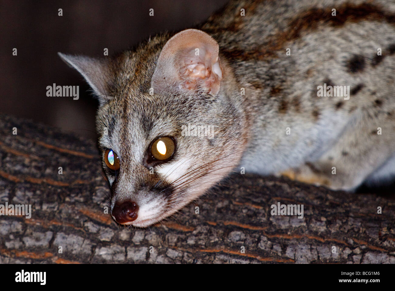 Cap genet Banque de photographies et d’images à haute résolution - Alamy