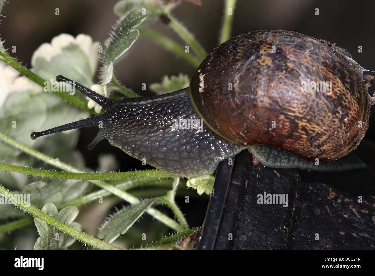 Escargot manger Banque de photographies et d’images à haute résolution ...