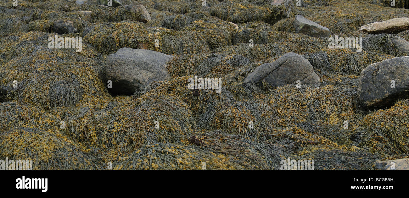 Détail, les algues et le varech sur la plage des roches, Mount Desert ...