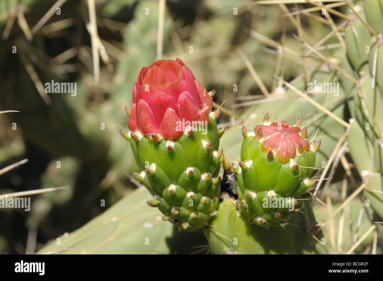 Fleur de cactus Banque de photographies et d’images à haute résolution ...
