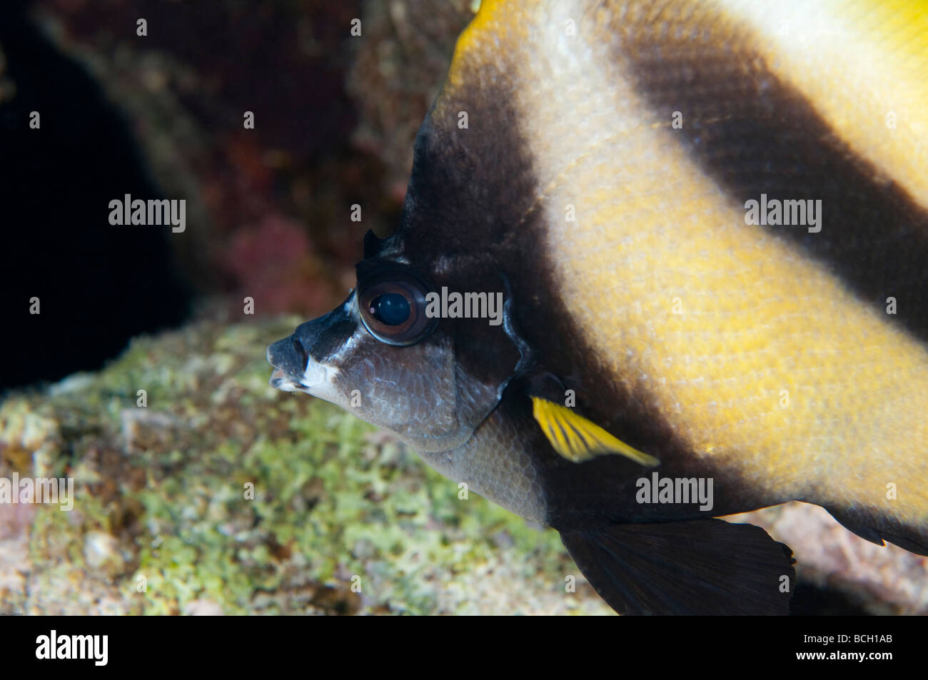 Poissons nageant Banque de photographies et d’images à haute résolution ...
