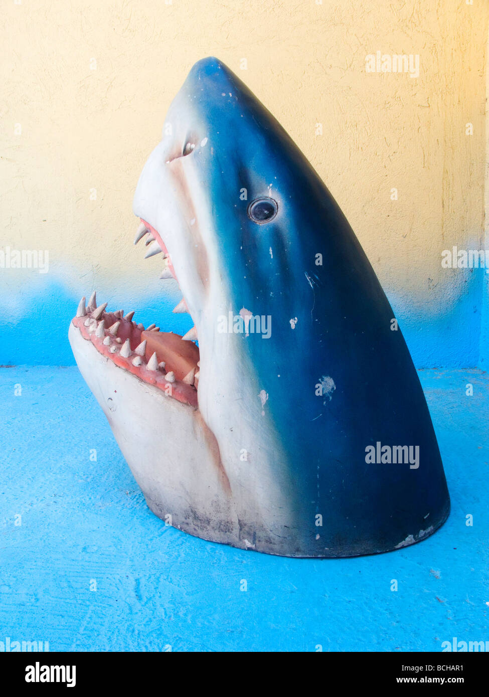 Tête de requin Banque de photographies et d’images à haute résolution ...