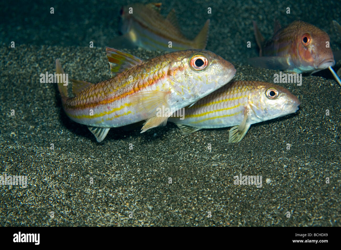 Goatfish rayée Banque de photographies et d’images à haute résolution ...