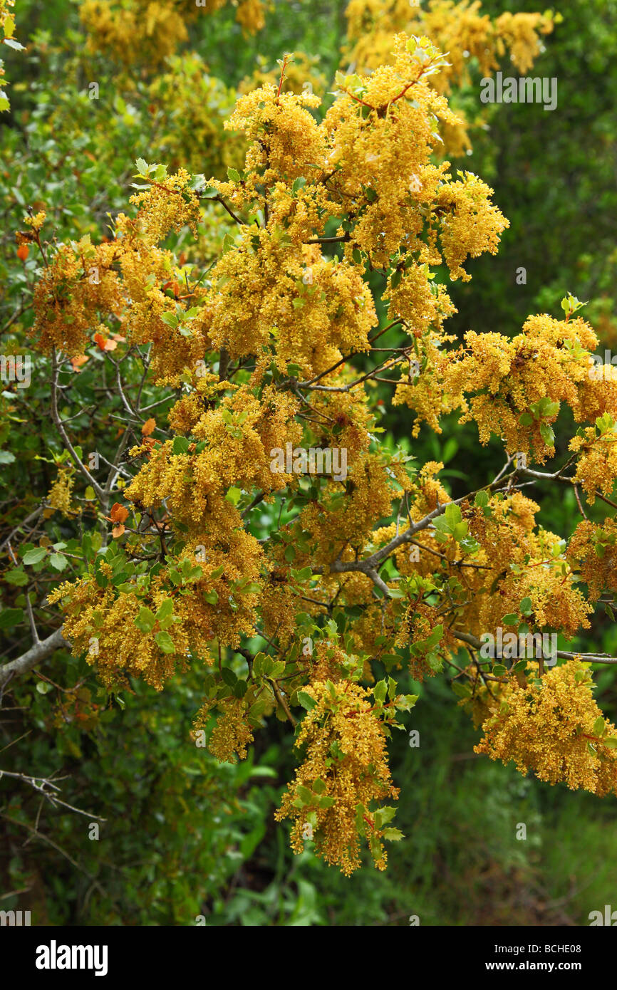 Chêne kermès Quercus coccifera en fleurs fleurs Photo Stock - Alamy