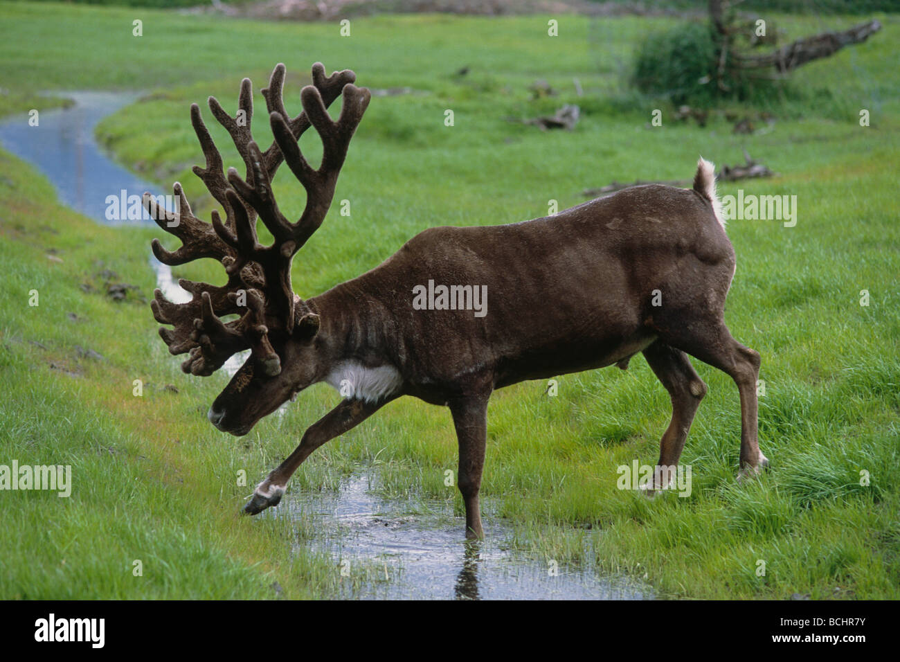 Captive bull caribou alaska wildlife Banque de photographies et d ...