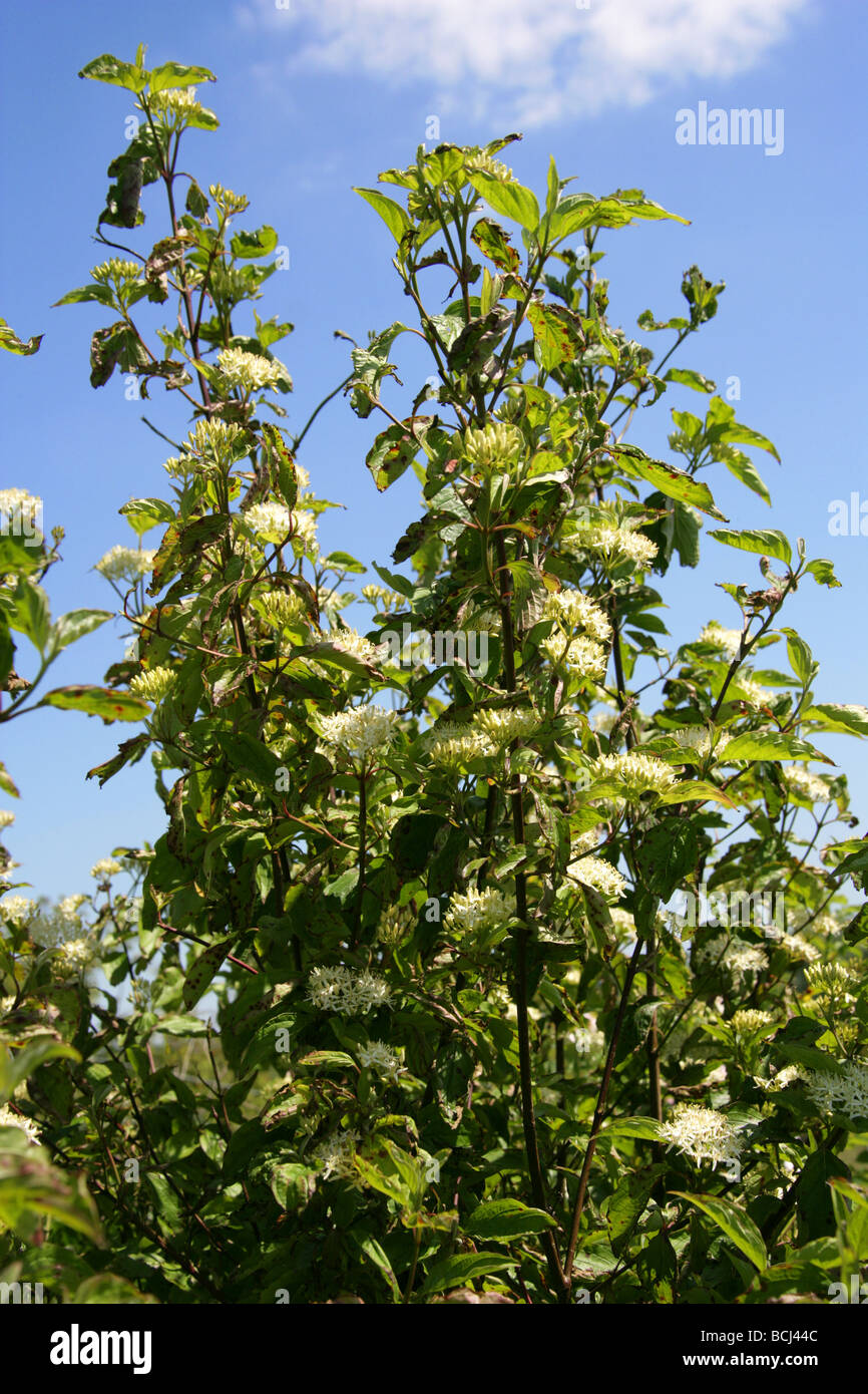 Dogwood Cornaceae Cornus sanguinea Photo Stock - Alamy