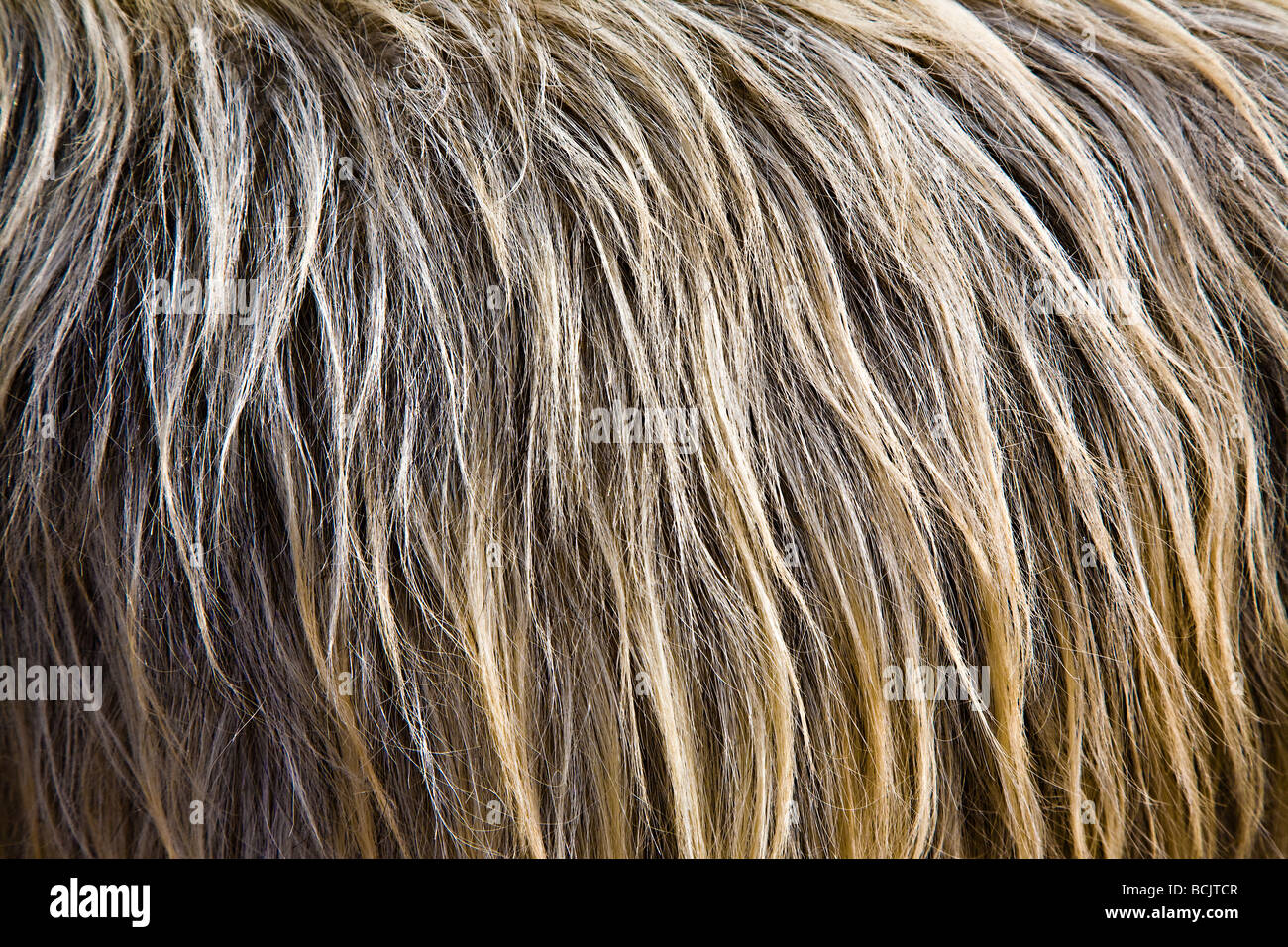 Fourrure animale Banque de photographies et d’images à haute résolution ...