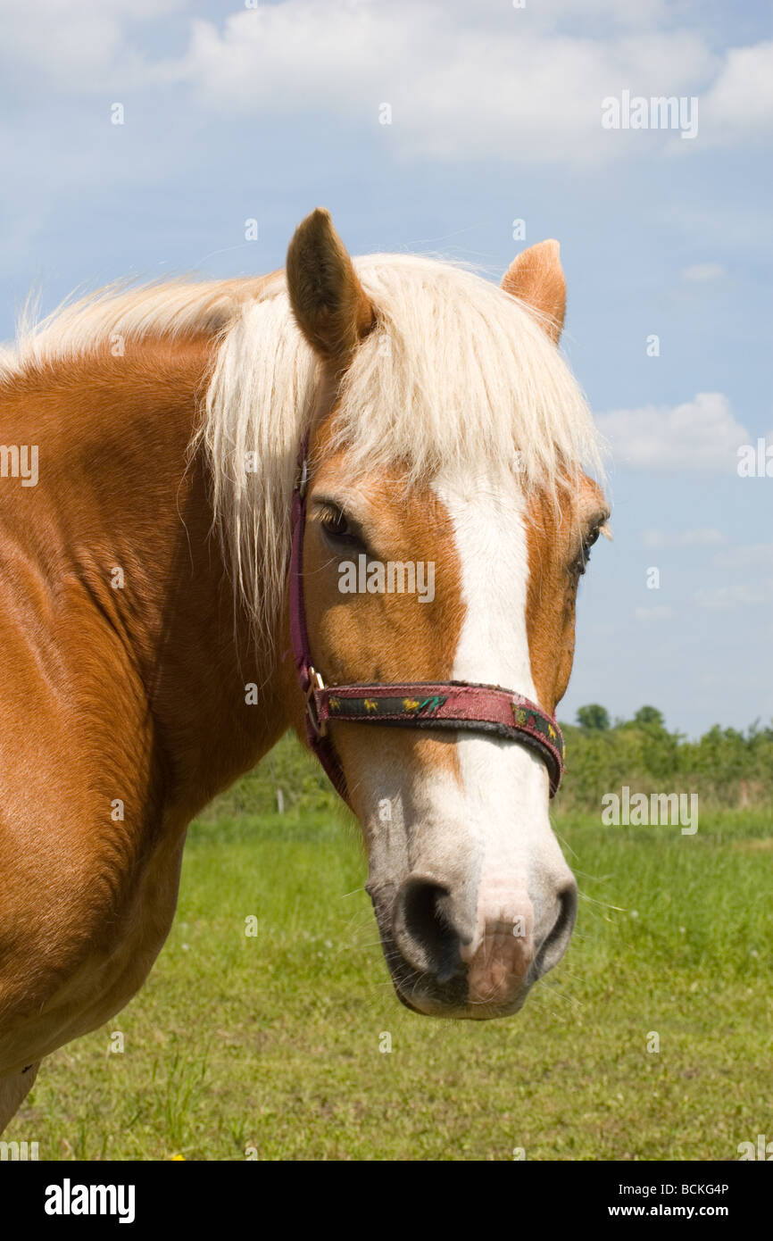 Oreille de cheval Banque de photographies et d’images à haute ...