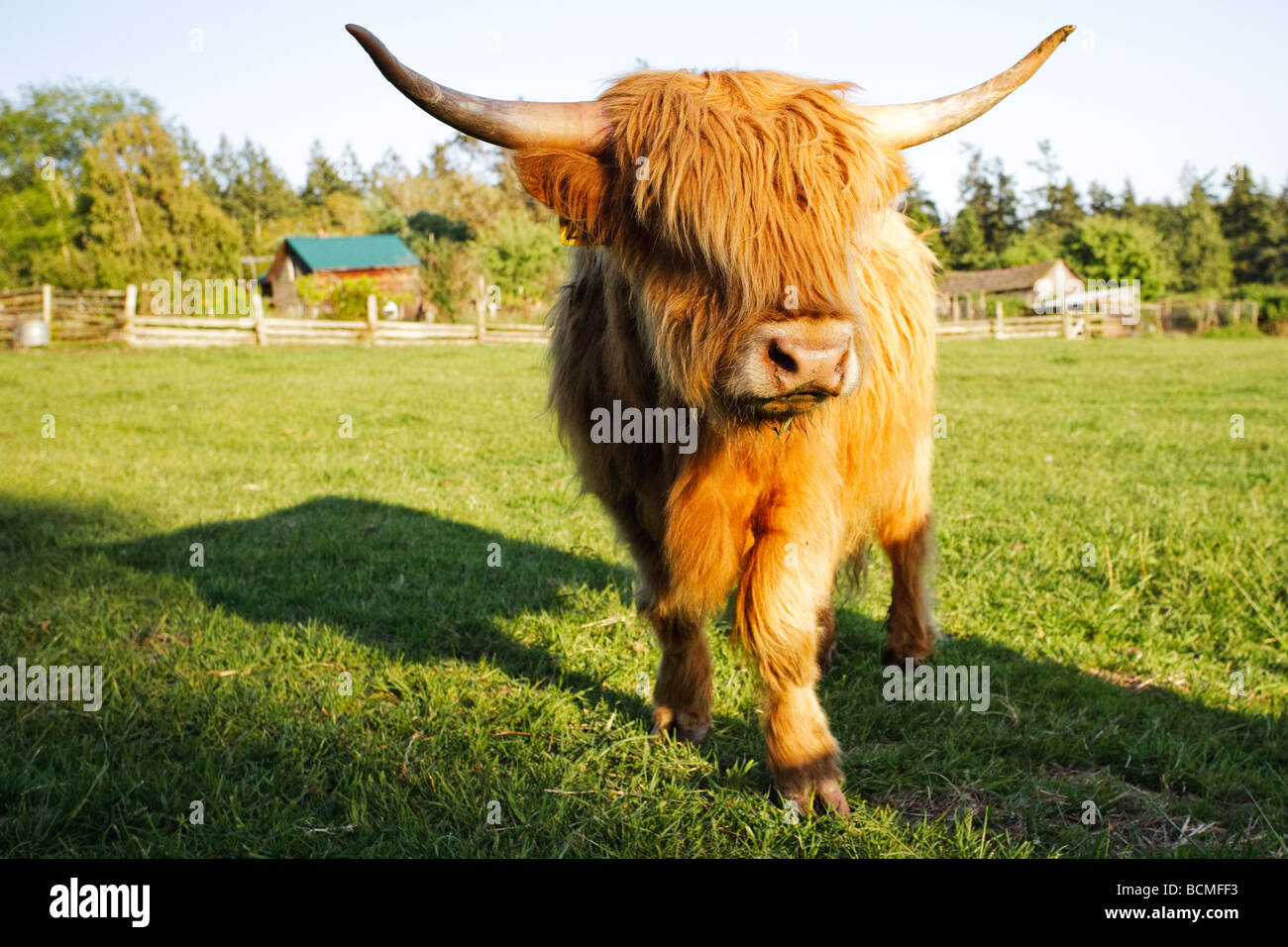 Vache miniature Banque de photographies et d’images à haute résolution ...
