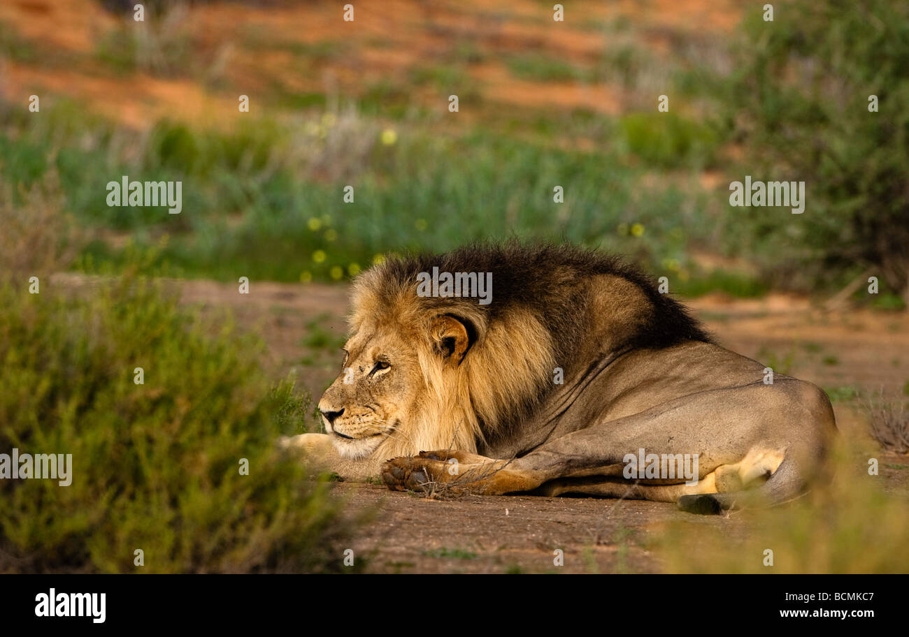 Lion au repos Banque de photographies et d’images à haute résolution ...