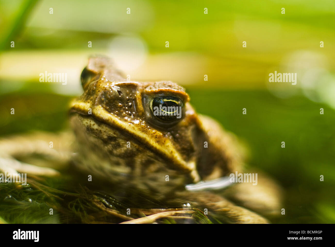 Toad toads Banque de photographies et d’images à haute résolution - Alamy