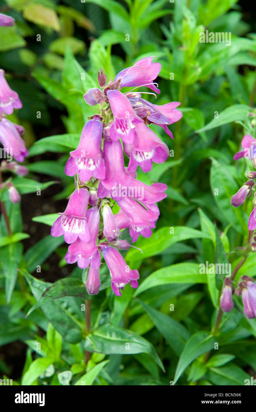 Fleurs en forme de clochette Banque de photographies et d’images à ...