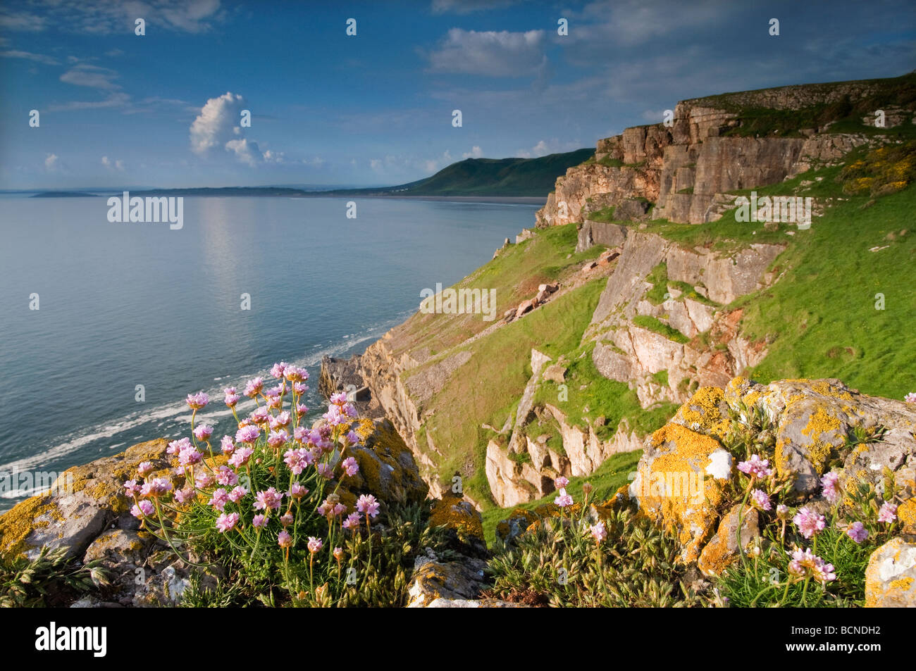 Rose de mer rose Banque de photographies et d’images à haute résolution ...