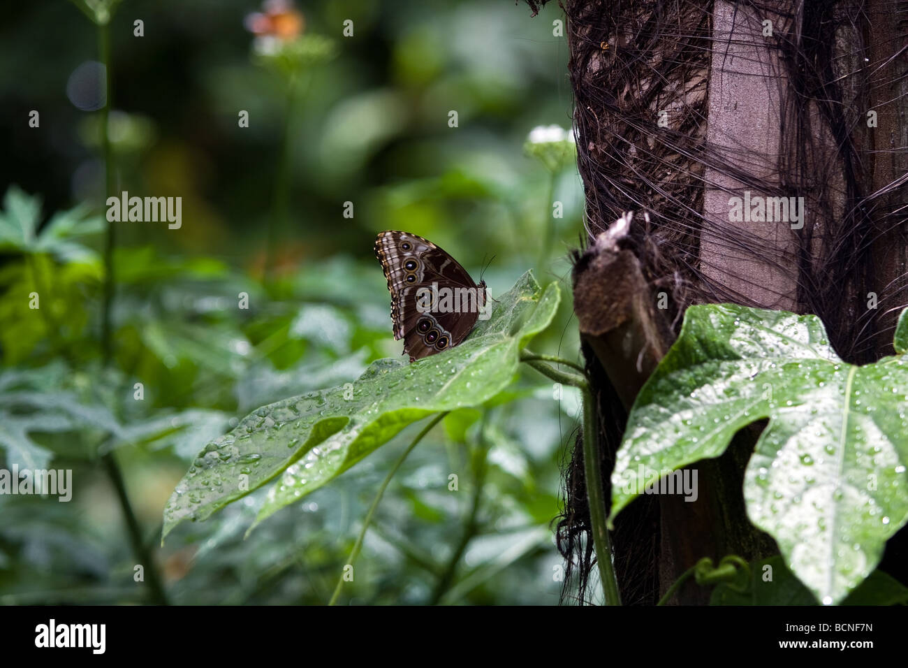 The blue morpho butterflys wings are bright blue Banque de ...