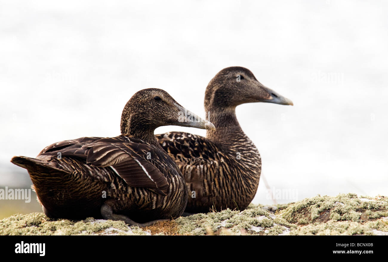 Canard Marin En 5 Lettresnull