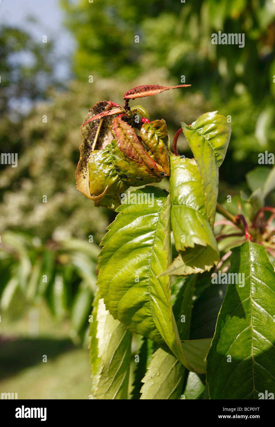 Myzus cerasi Banque de photographies et d’images à haute résolution - Alamy