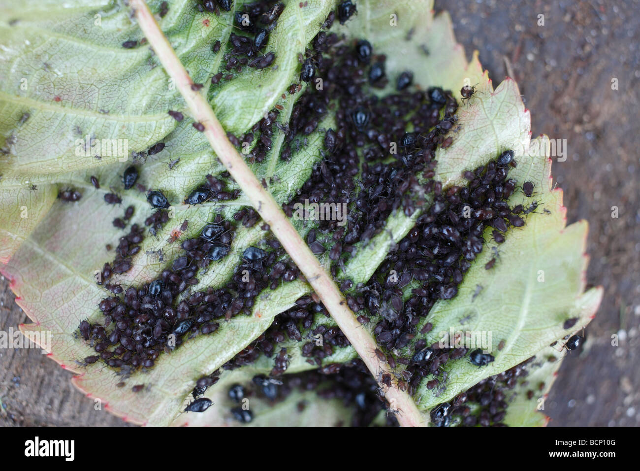 Pucerons de simulie Banque de photographies et d’images à haute ...