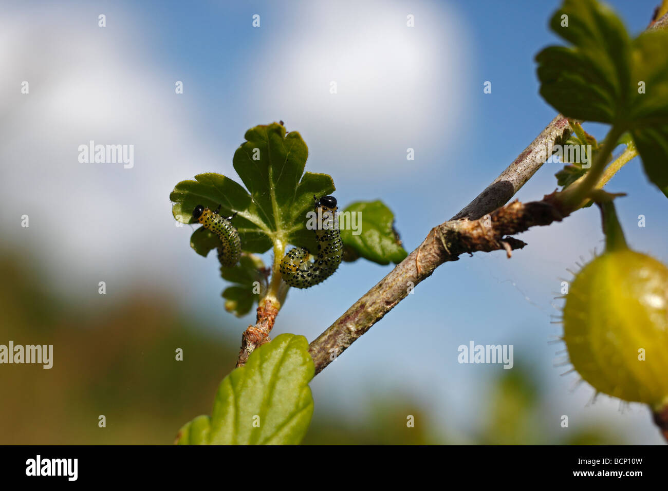 Feuilles de groseille Banque de photographies et d’images à haute ...