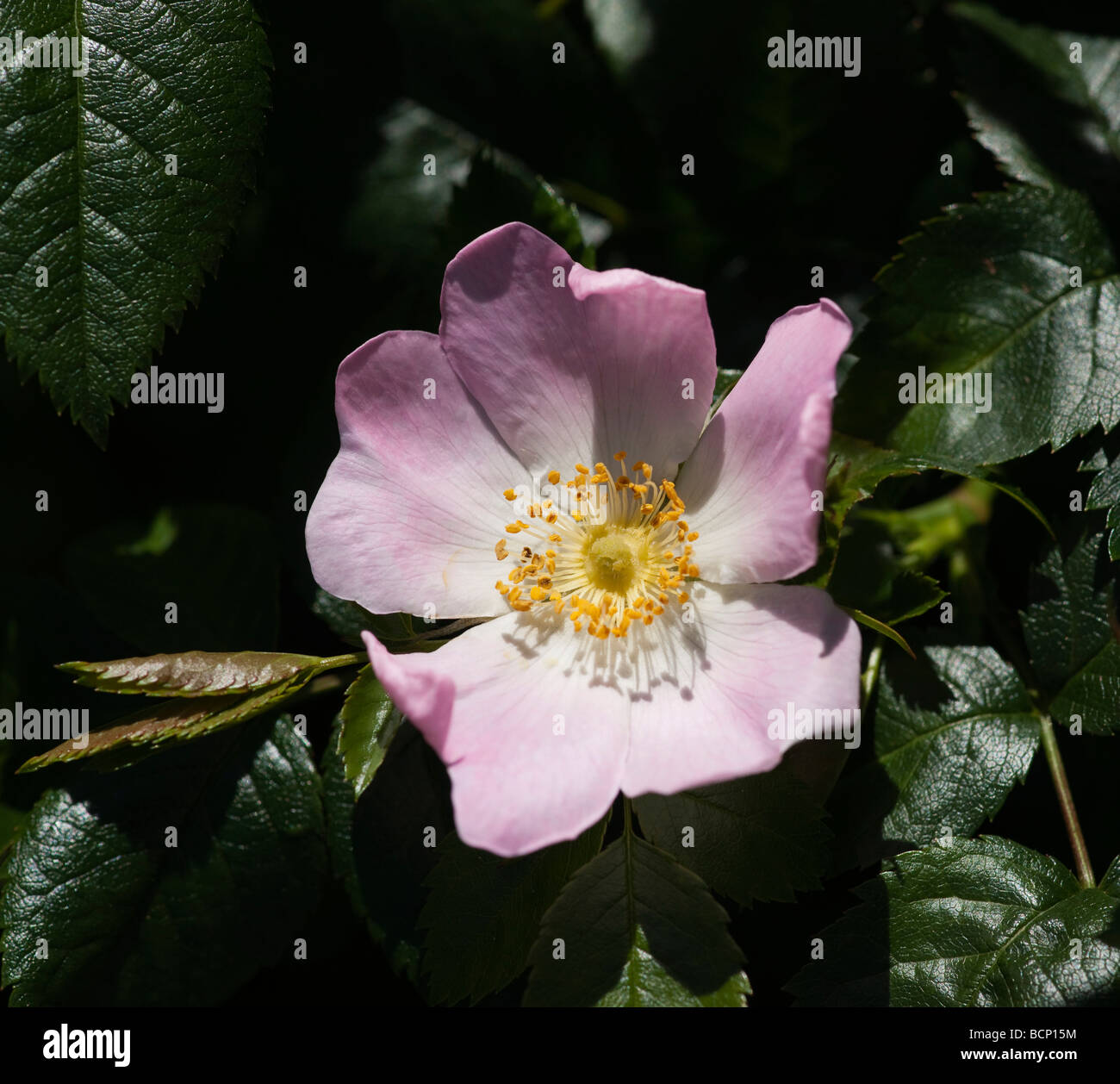 Eglantine flower Banque de photographies et d’images à haute résolution ...