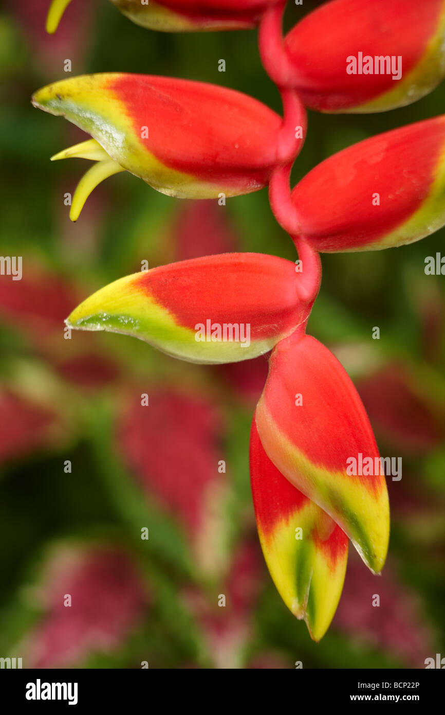 Red heliconia heliconia pendula Banque de photographies et d’images à ...