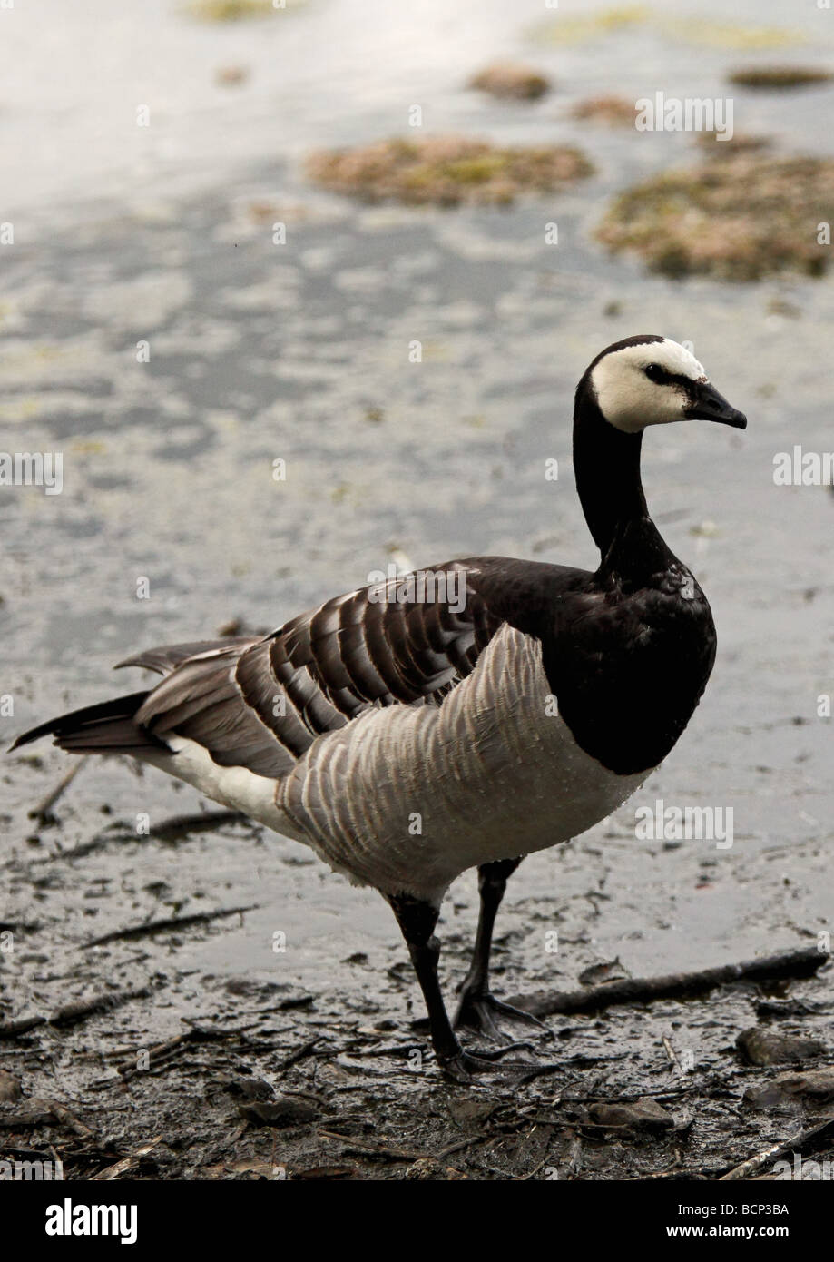 Factures de bernache Banque de photographies et d’images à haute ...