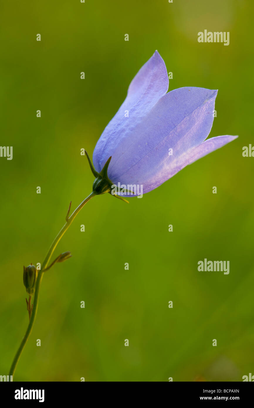 Clochette fleur flore sauvage Banque de photographies et d’images à ...