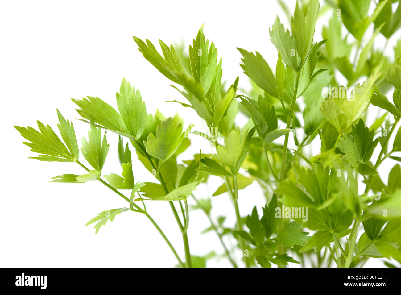Lovage levisticum officinale Banque de photographies et d’images à haute résolution - Alamy