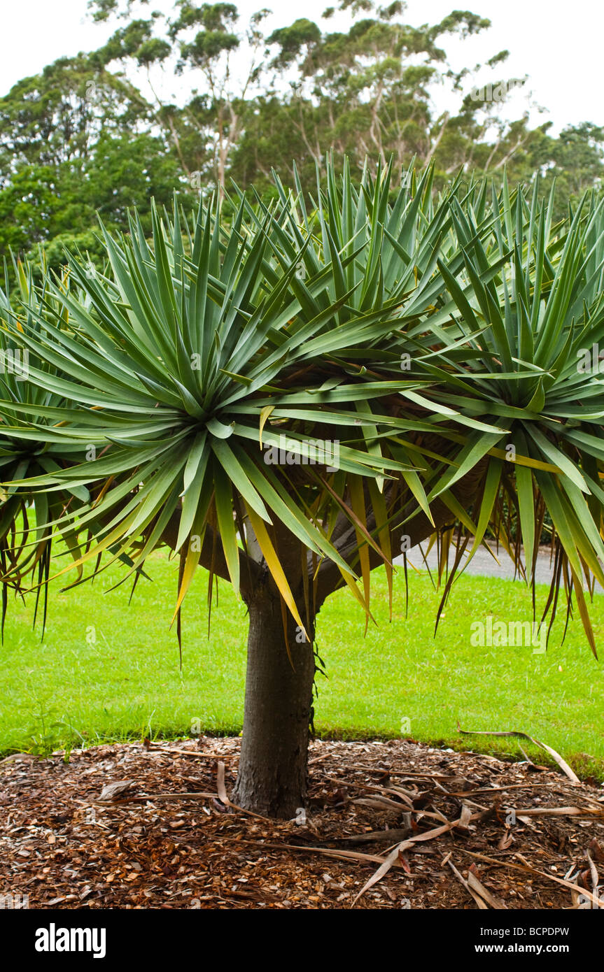 Yucca tree Banque de photographies et d’images à haute résolution - Alamy