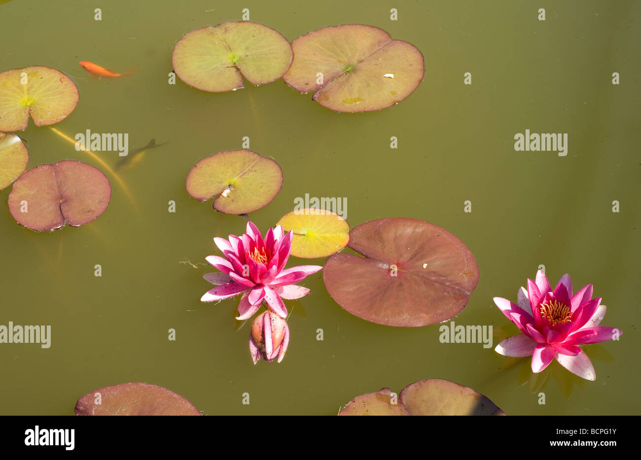 Alba nymphaeaceae Banque de photographies et d’images à haute ...