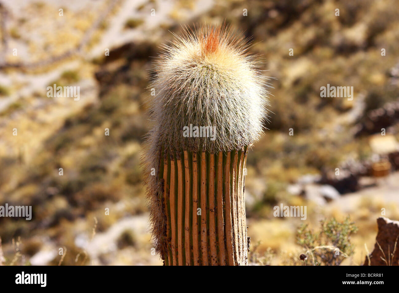 Symbole Phallique Banque d'image et photos - Alamy