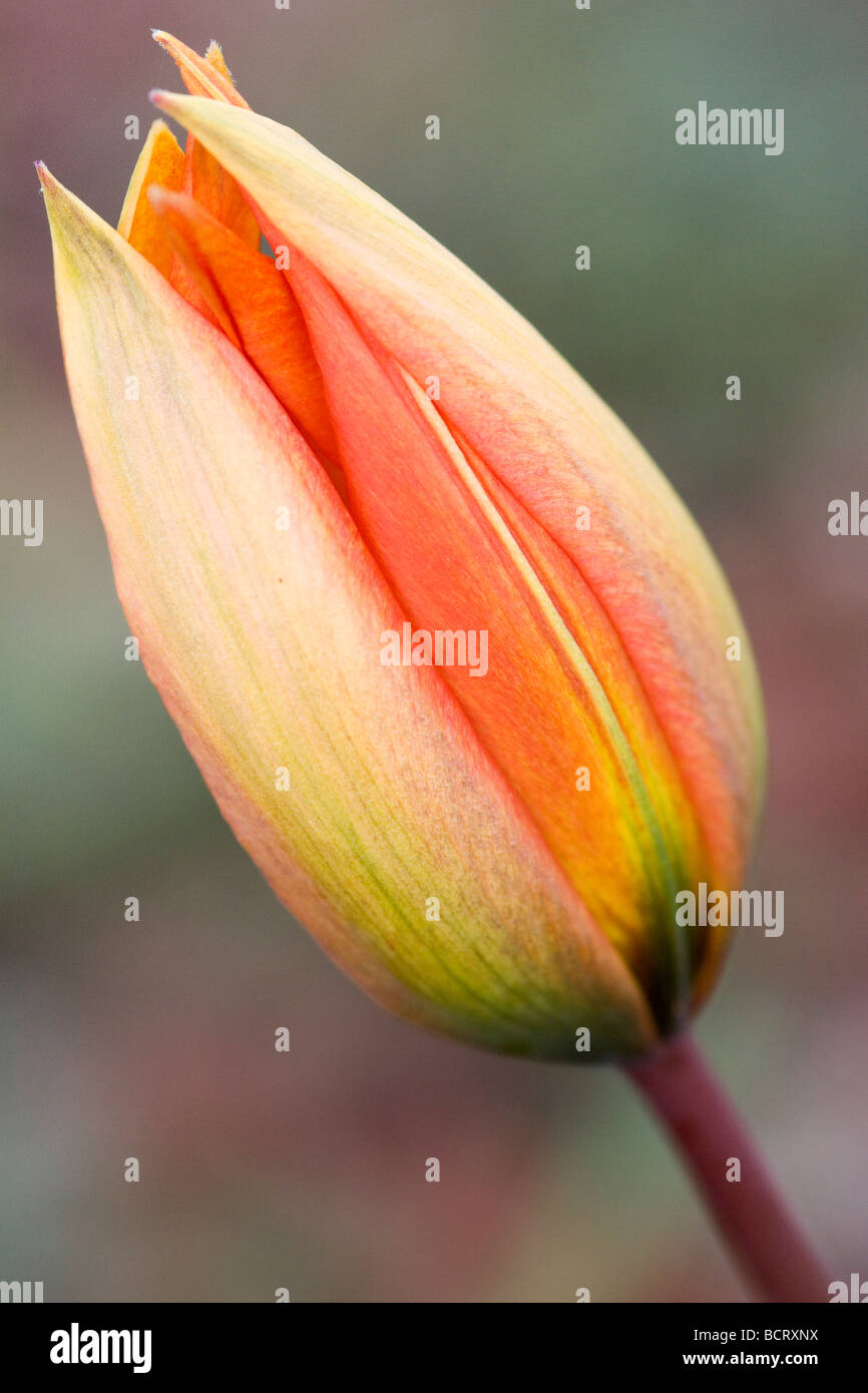 Tulipe orphanidea Banque de photographies et d’images à haute ...
