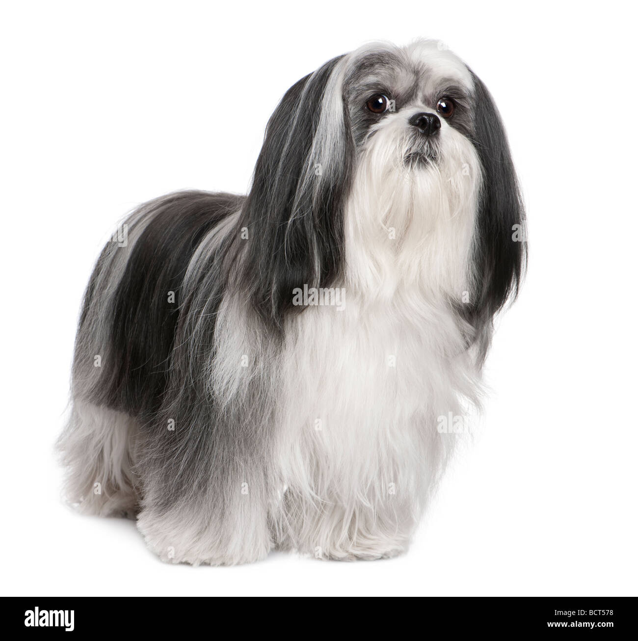 Old lhasa apso dog Banque de photographies et d’images à haute ...