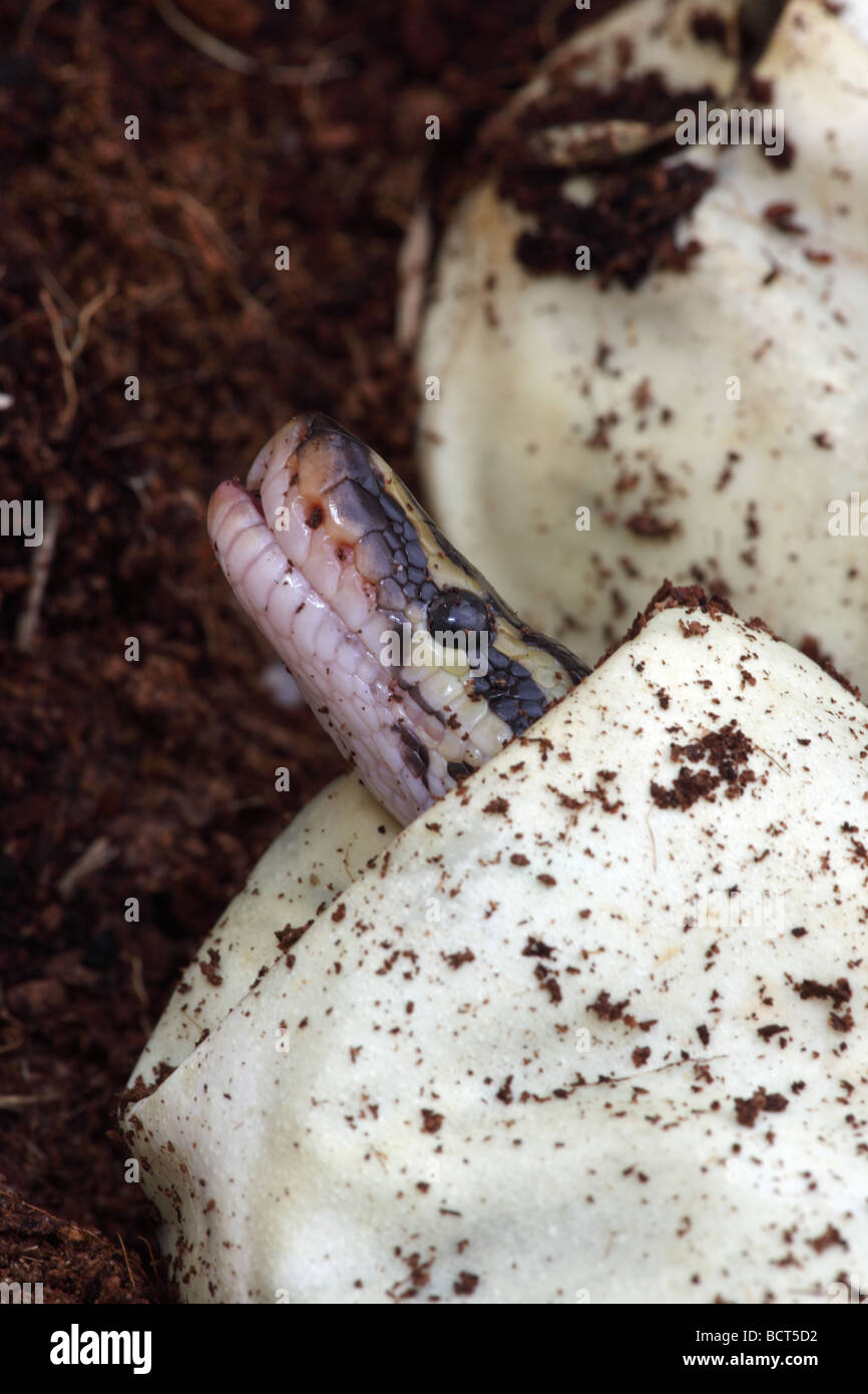 Pythons africains Banque de photographies et d’images à haute ...