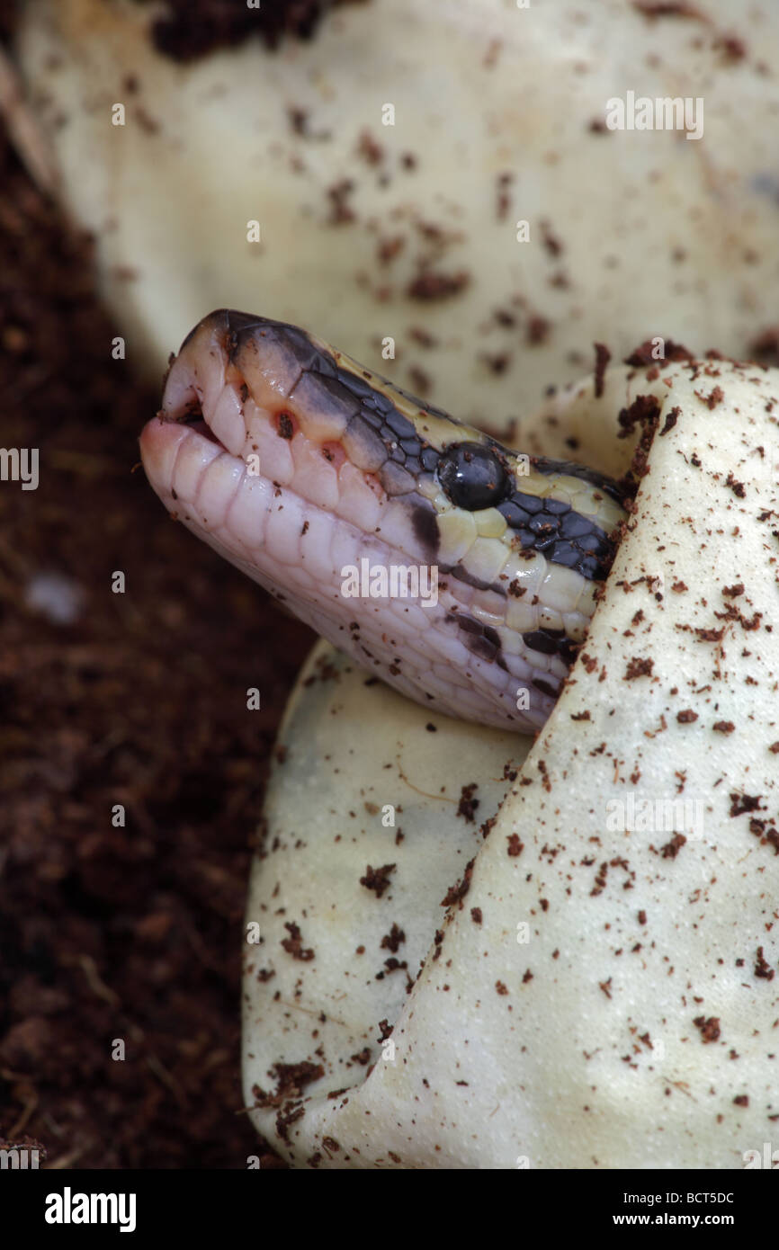 Pythons africains Banque de photographies et d’images à haute ...