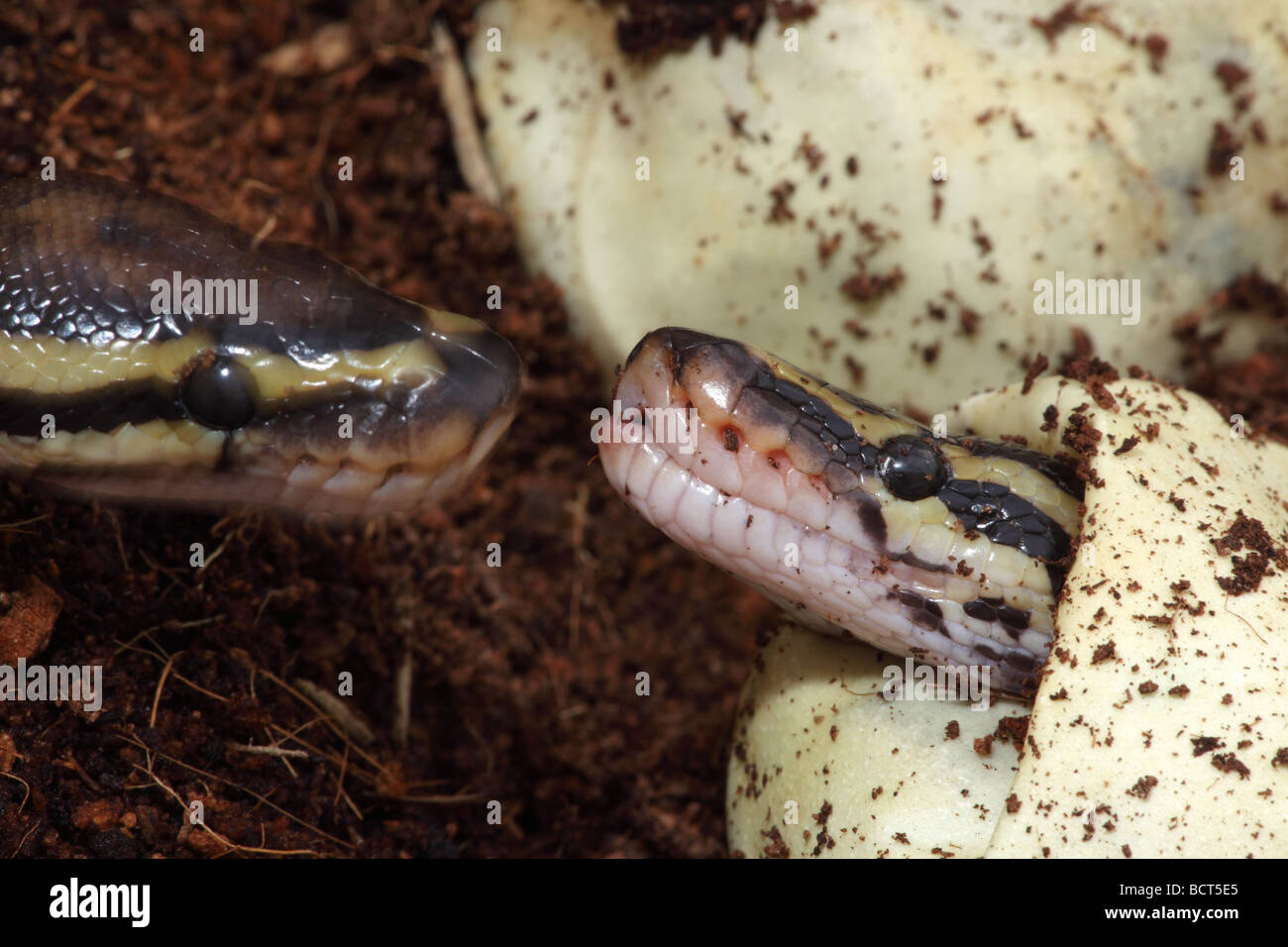 Pythons africains Banque de photographies et d’images à haute ...