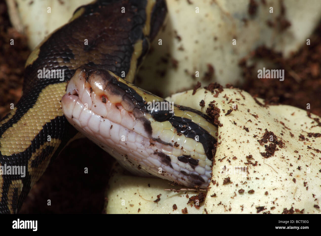 Oeuf de serpent Banque de photographies et d’images à haute résolution ...