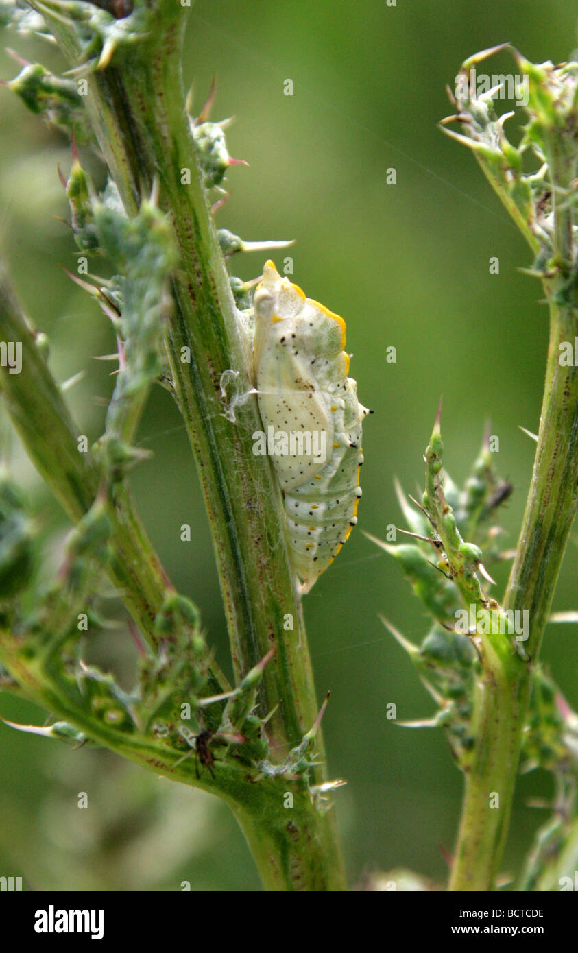 Grand papillon blanc papillon blanc du chou ou chrysalide, Pieris ...