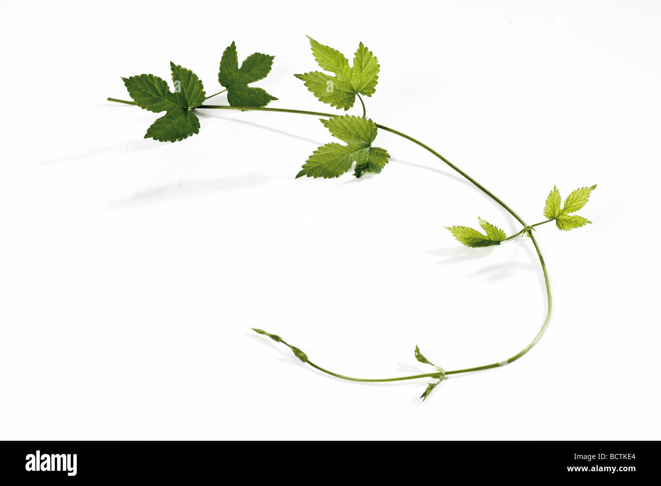 Vrille de la feuille Banque de photographies et d’images à haute ...