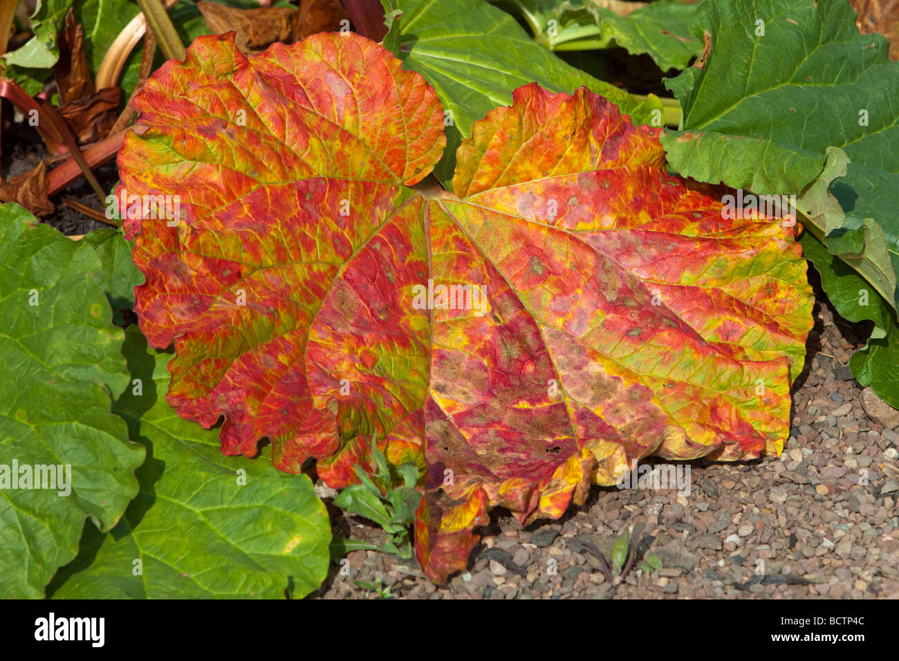Jardin Britannique De Plus En Plus De Rhubarbe Banque d'image et photos ...