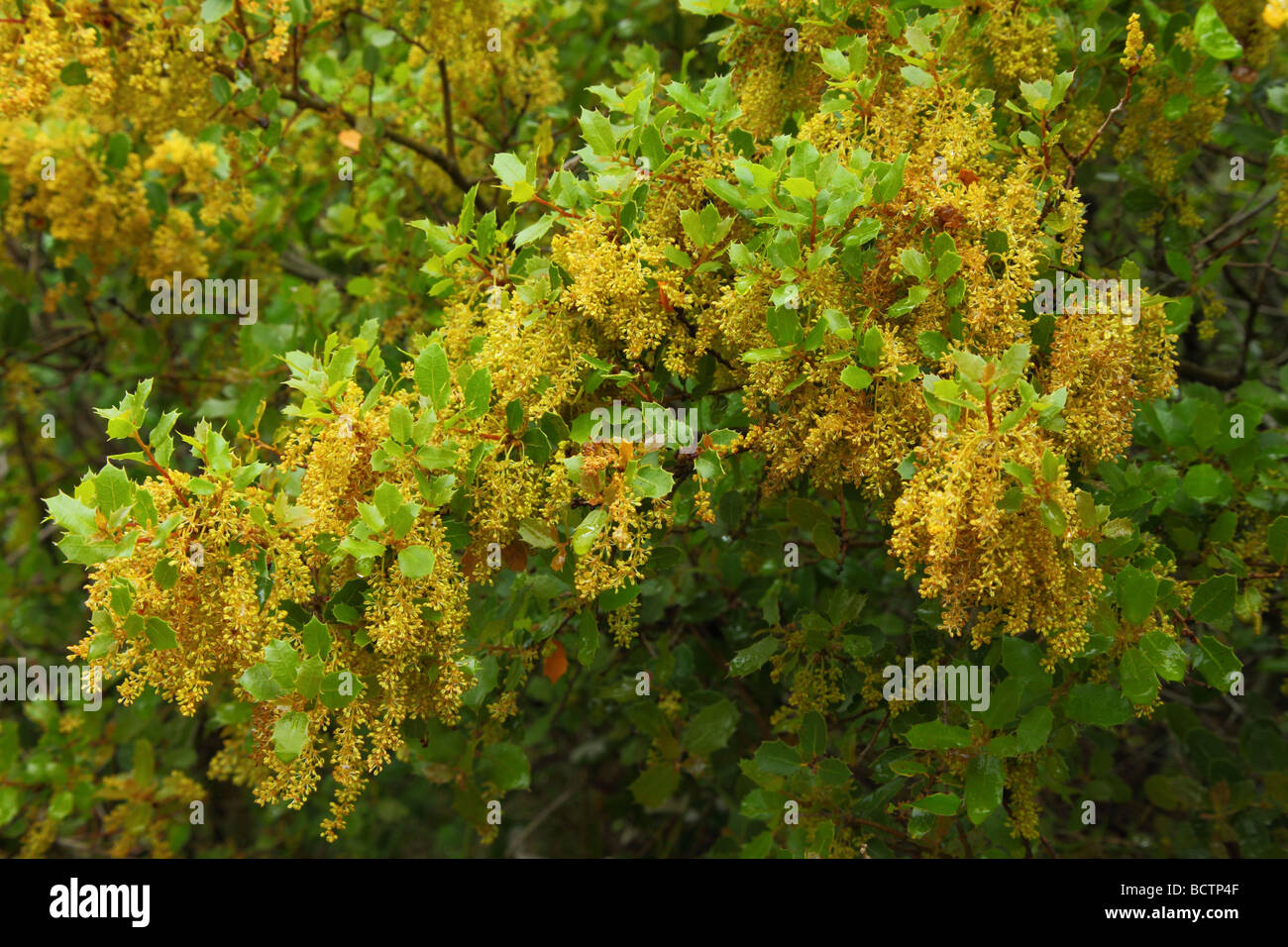 Chêne kermès Quercus coccifera en fleurs fleurs Photo Stock - Alamy