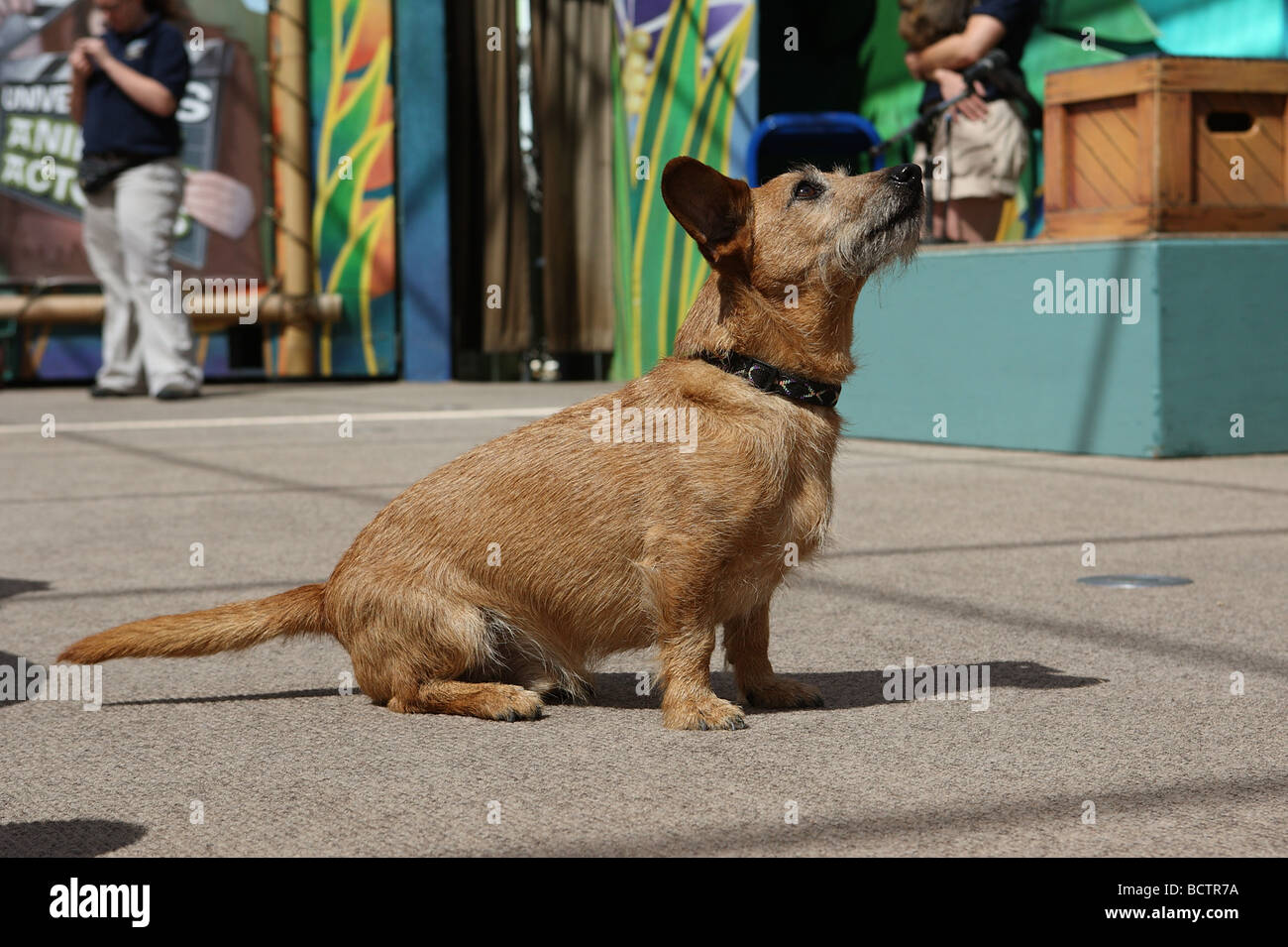 Odie (chien de Garfield le film). Vu ici sur scène à Universal Studios ...