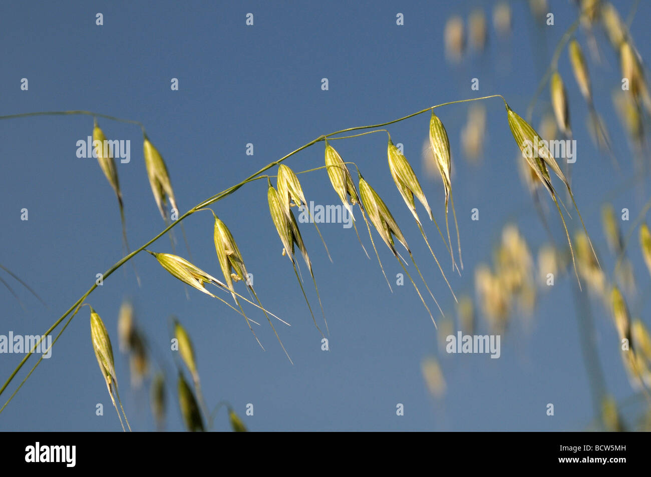 Wild oat Banque de photographies et d’images à haute résolution - Alamy