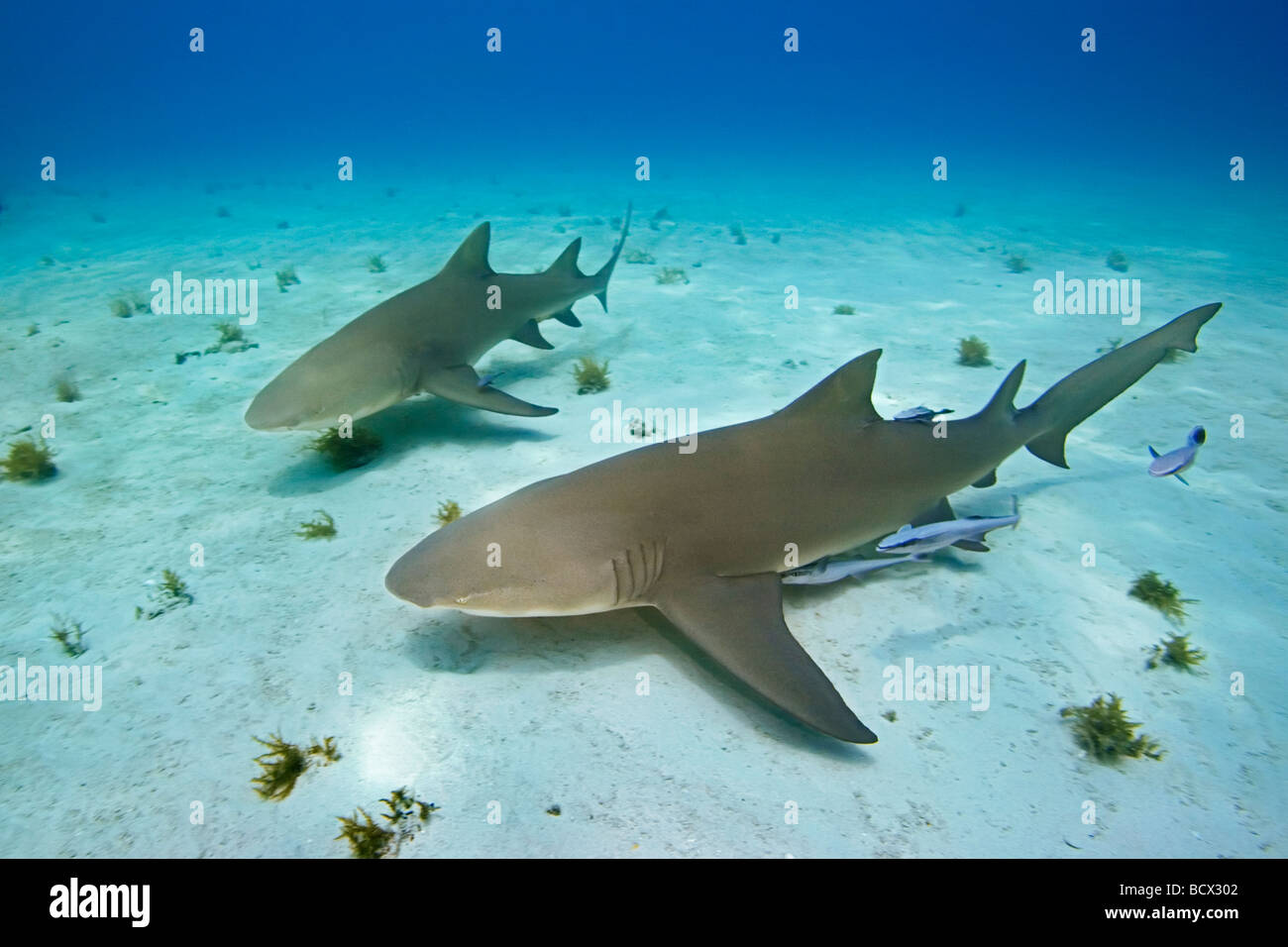Requins citrons Banque de photographies et d’images à haute résolution ...
