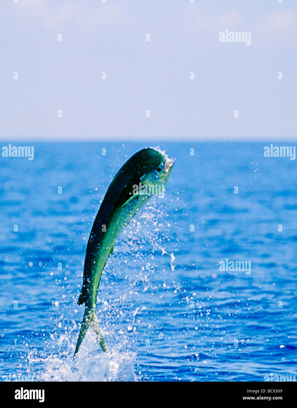 Poisson mahi mahi Banque de photographies et d’images à haute ...