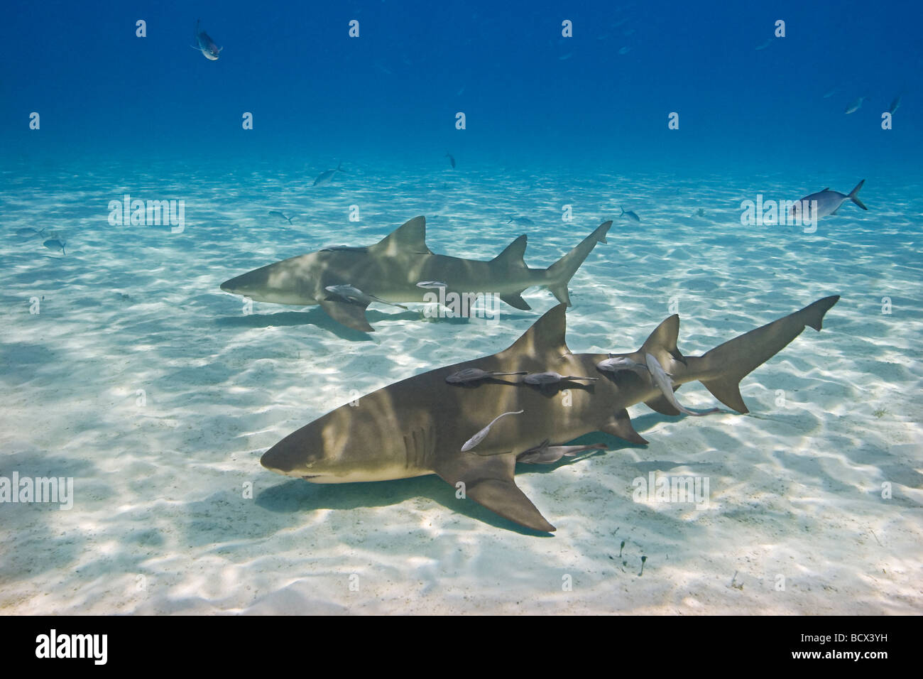 Les requins citron Negaprion brevirostris West End Grand Bahamas Mer ...
