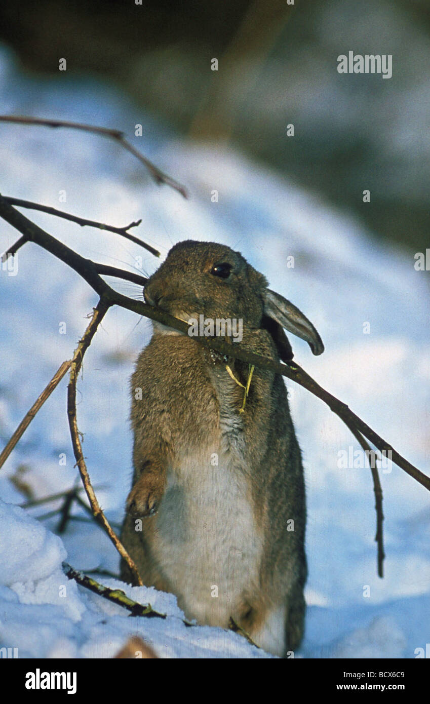 Le lapin du vieux monde Banque de photographies et d’images à haute résolution - Alamy