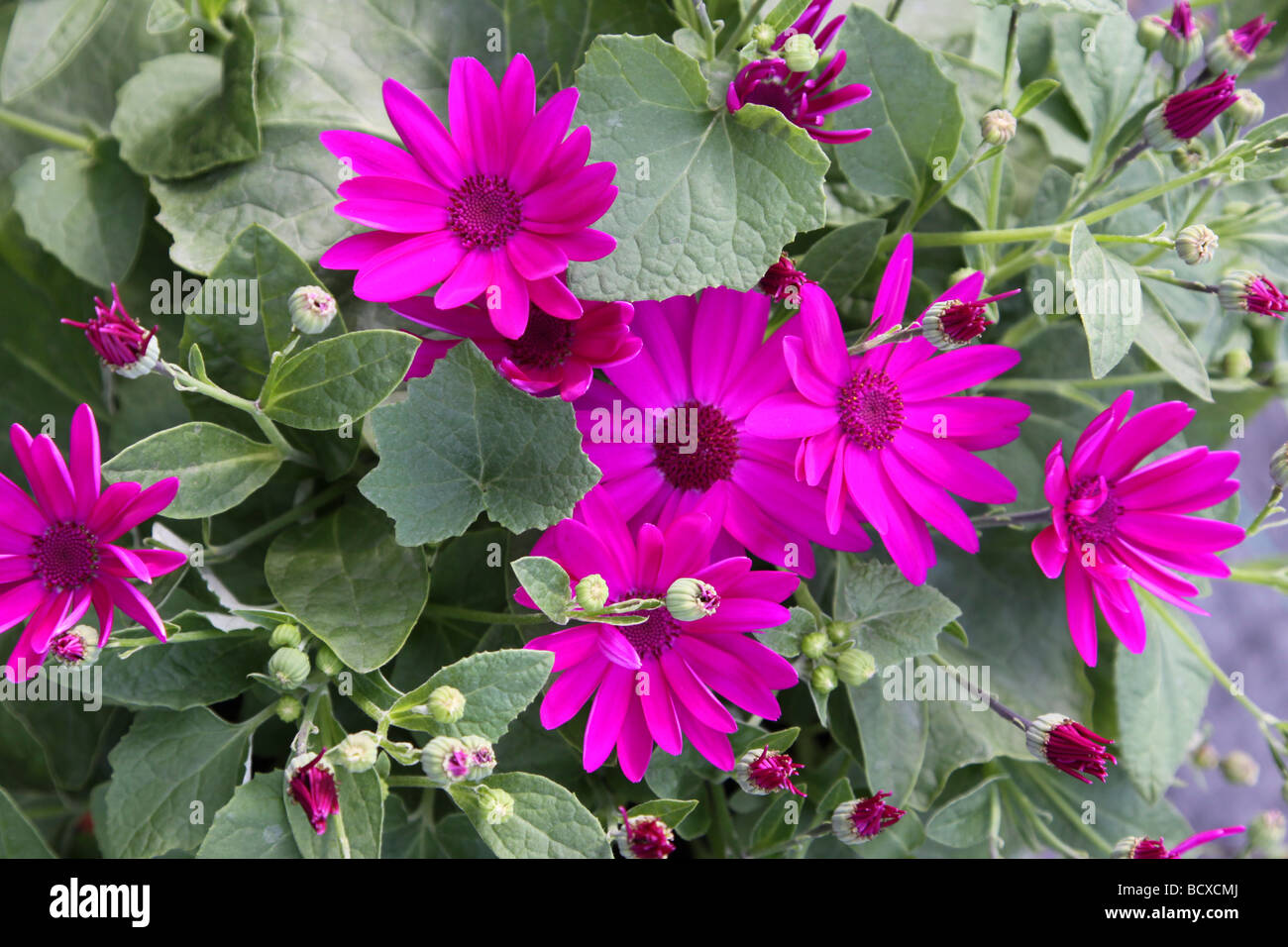 Pericallis plant senetti Banque de photographies et d’images à haute ...