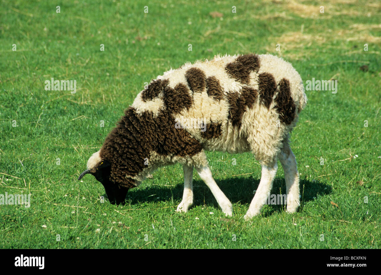 Moutons jacob sheep rare Banque de photographies et d’images à haute ...